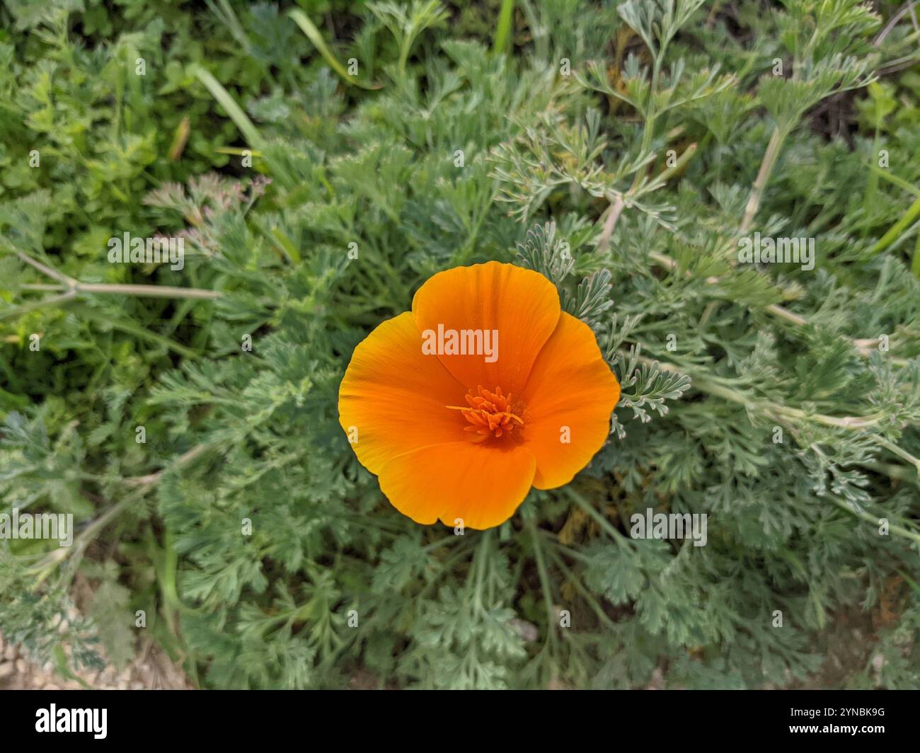 Desert Poppies (Eschscholzia Stock Photo - Alamy