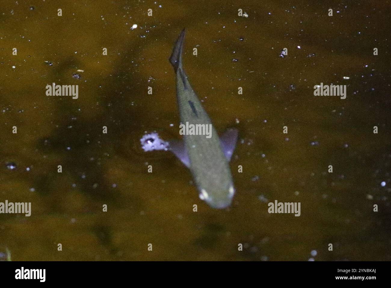 Sand Mullet (Myxus elongatus Stock Photo - Alamy