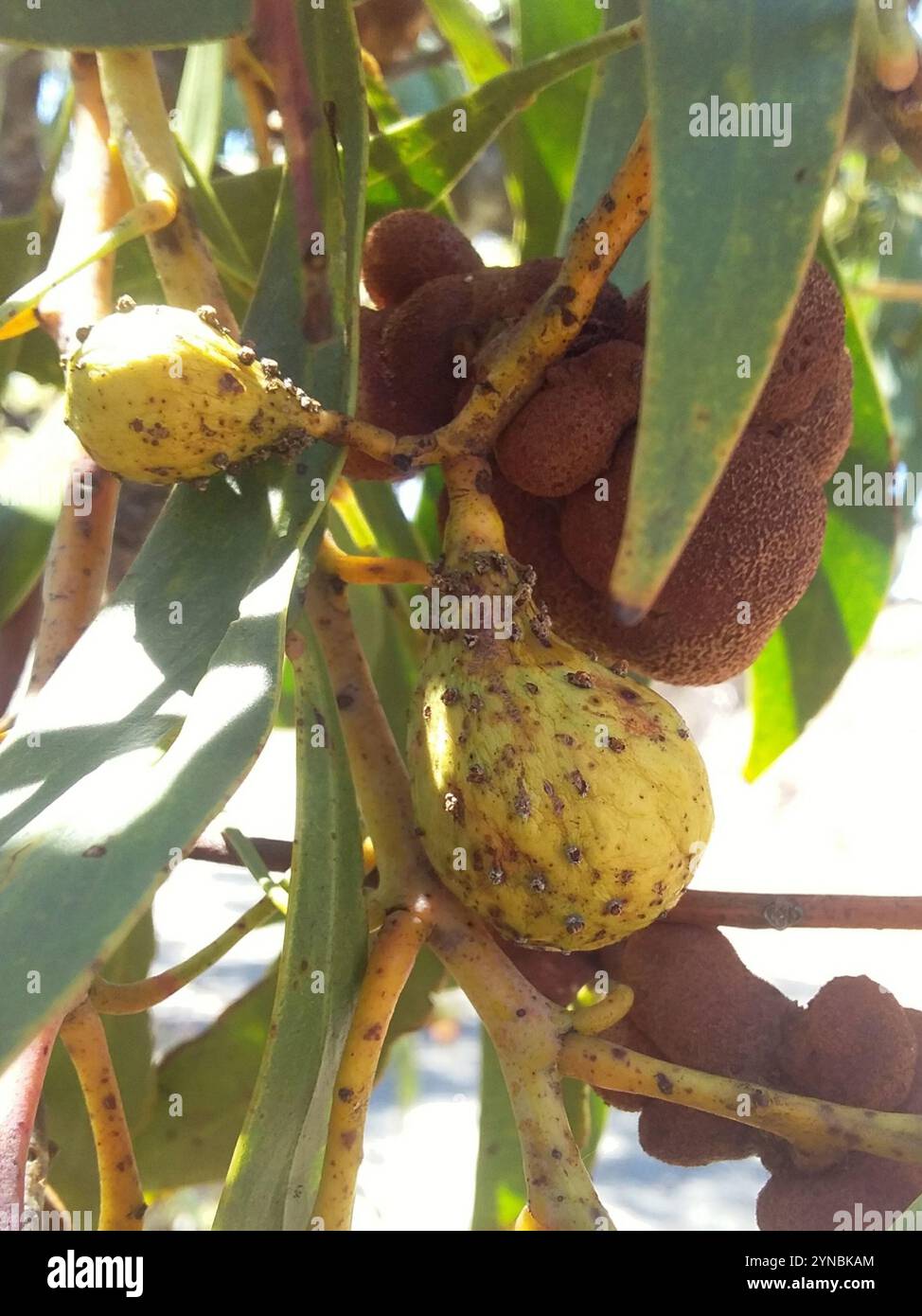 Golden Wattle Gall Wasp (Trichilogaster signiventris Stock Photo - Alamy
