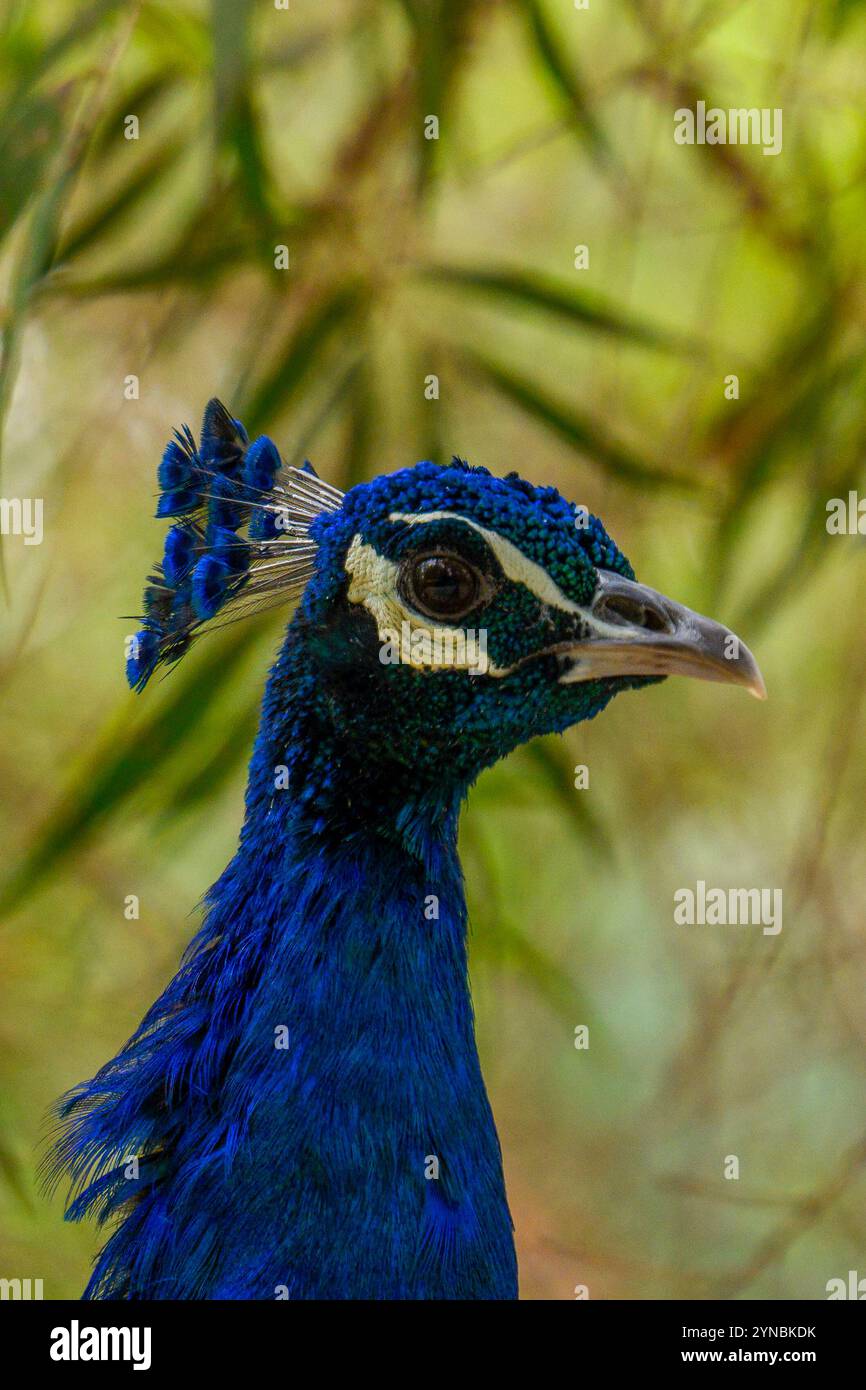 portrait of a Peacock's head. The peacock is the male blue peafowl ...