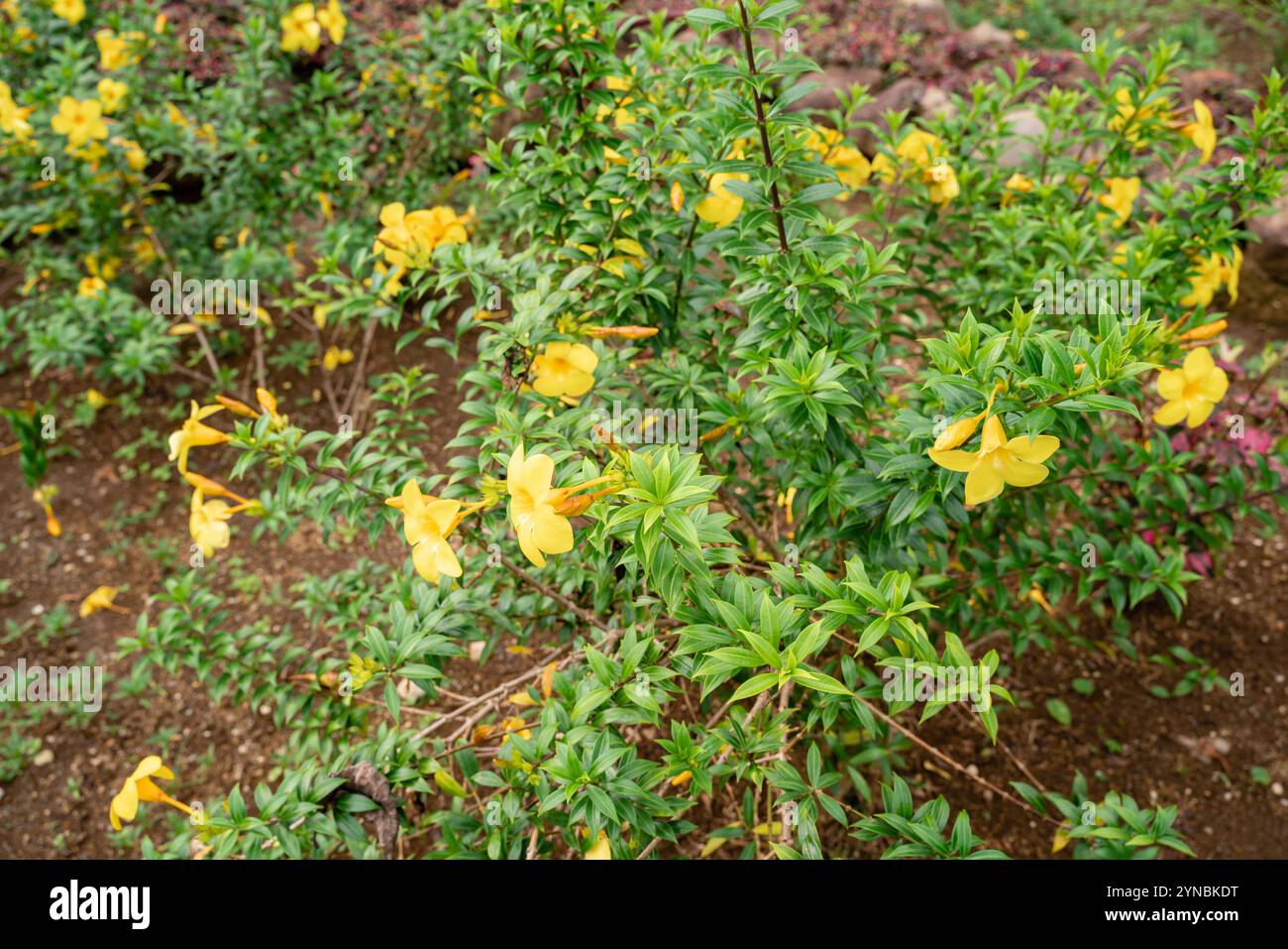 Allamanda cathartica, commonly called golden trumpet, common ...