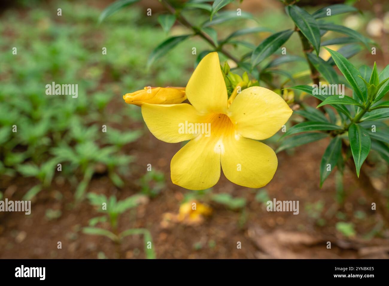 Allamanda cathartica, commonly called golden trumpet, common ...