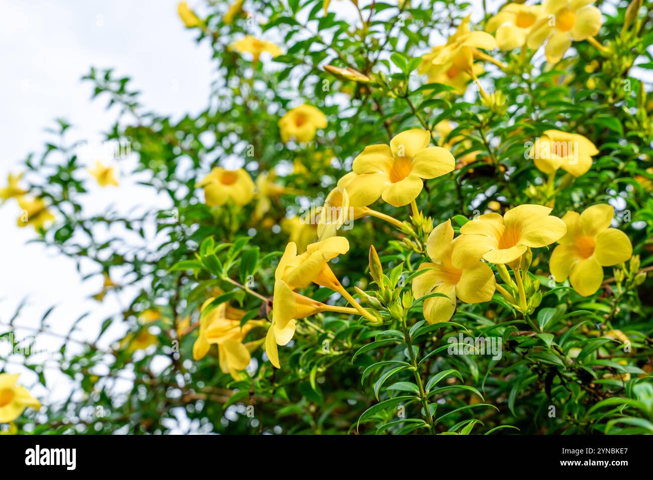 Allamanda cathartica, commonly called golden trumpet, common ...