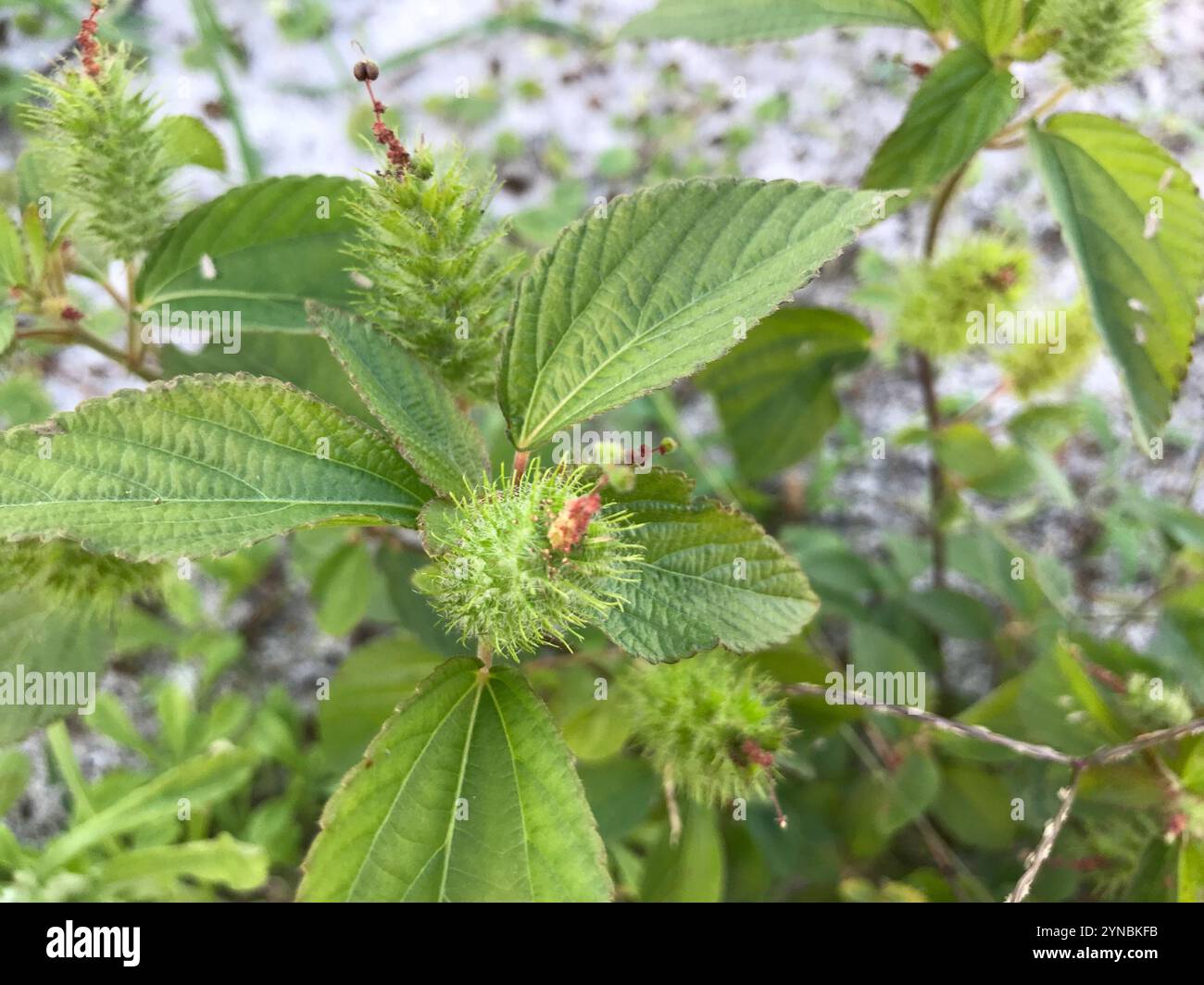Field Copperleaf (Acalypha arvensis Stock Photo - Alamy
