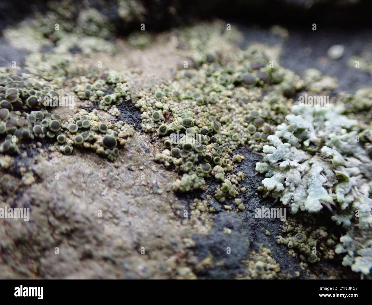 shield lichens, rim lichens, and allies (Lecanorales Stock Photo - Alamy