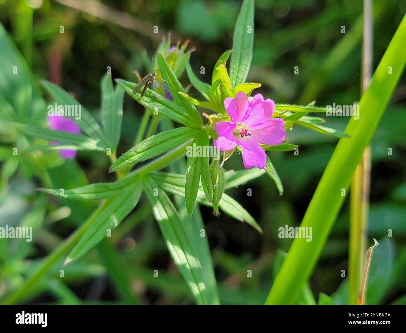Cut-leaved crane's-bill (Geranium dissectum Stock Photo - Alamy