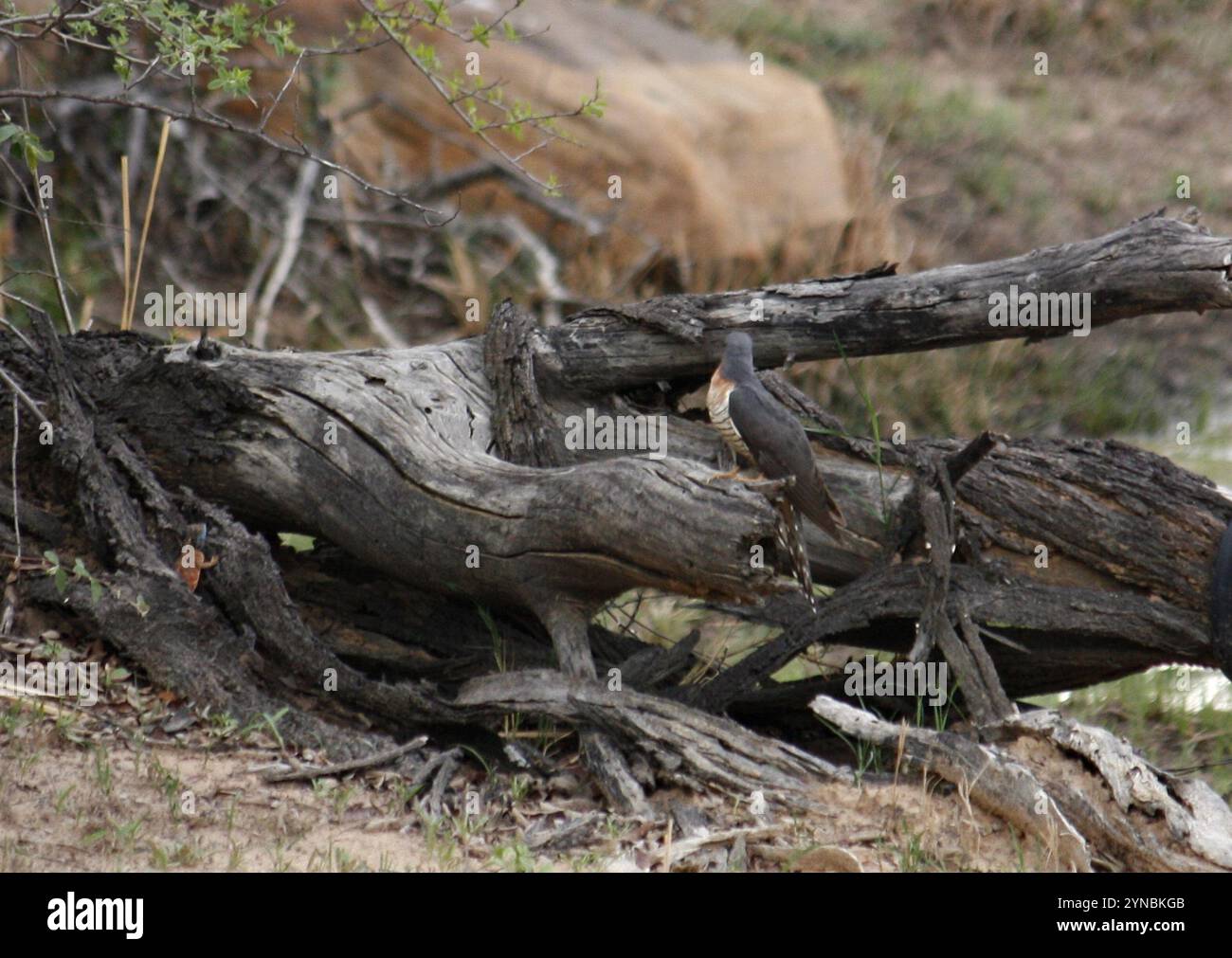 Red-chested Cuckoo (Cuculus solitarius Stock Photo - Alamy