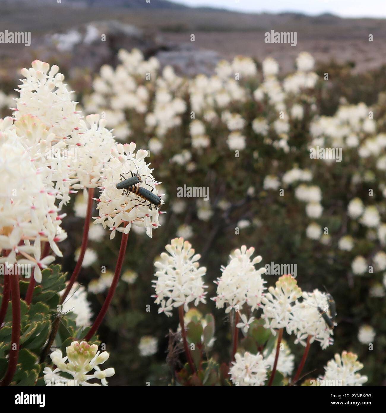 Plague Soldier Beetle (Chauliognathus lugubris Stock Photo - Alamy