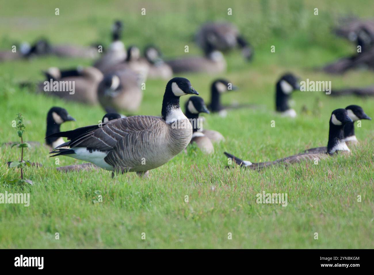 Aleutian Cackling Goose (Branta hutchinsii leucopareia Stock Photo - Alamy
