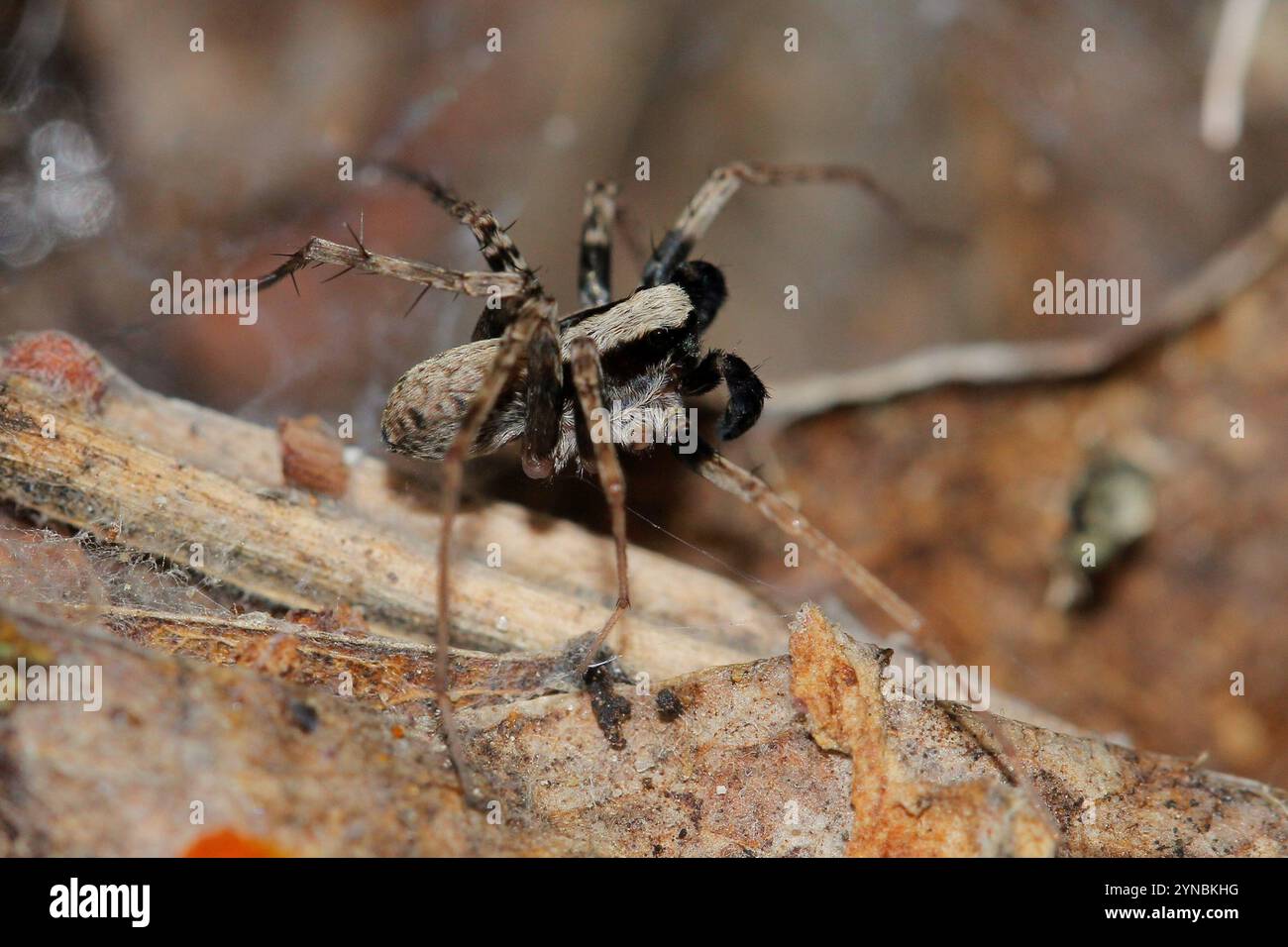 Thin-legged Wolf Spiders (Pardosa Stock Photo - Alamy