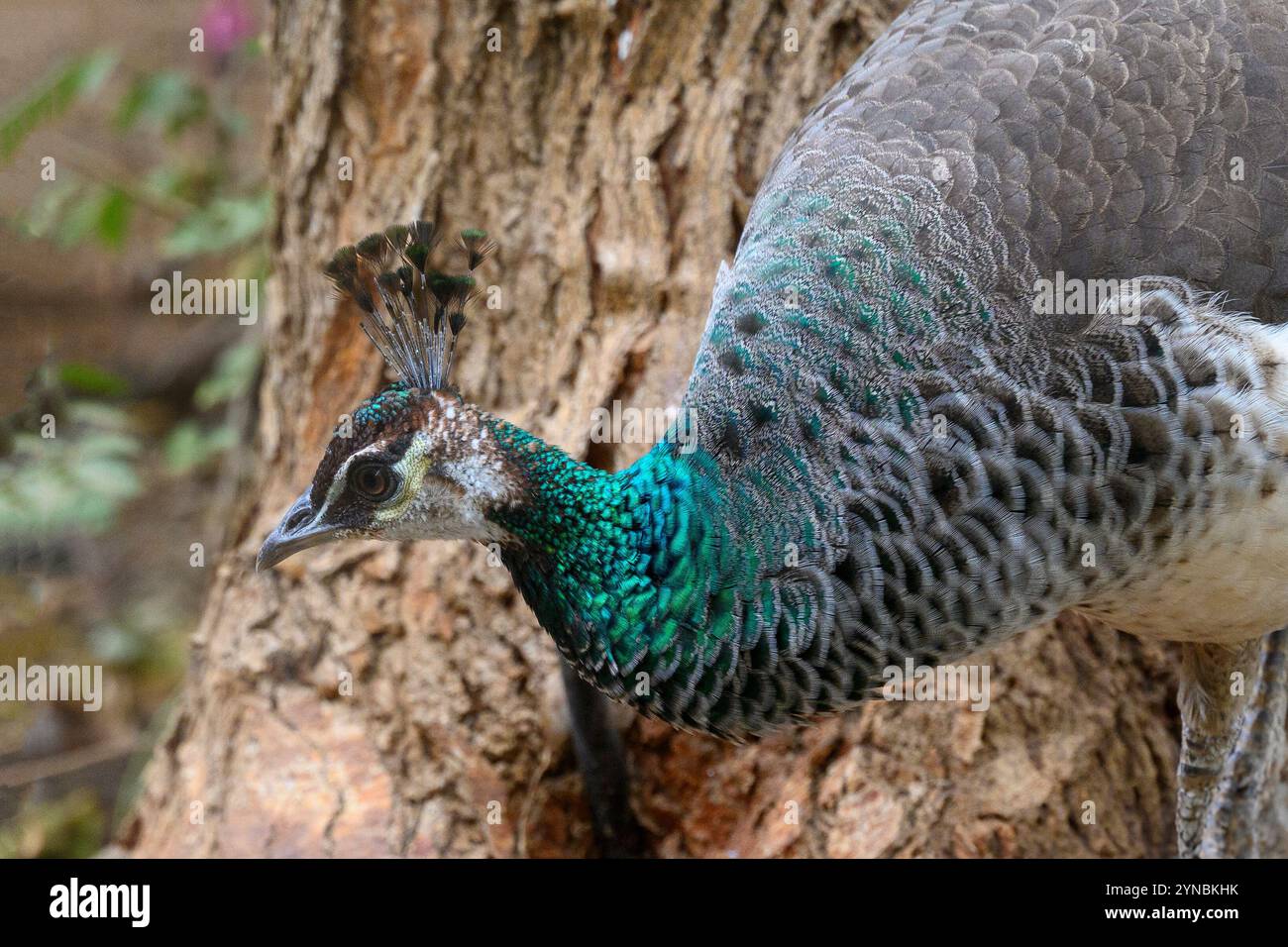 portrait of a Peacock's head. The peacock is the male blue peafowl ...