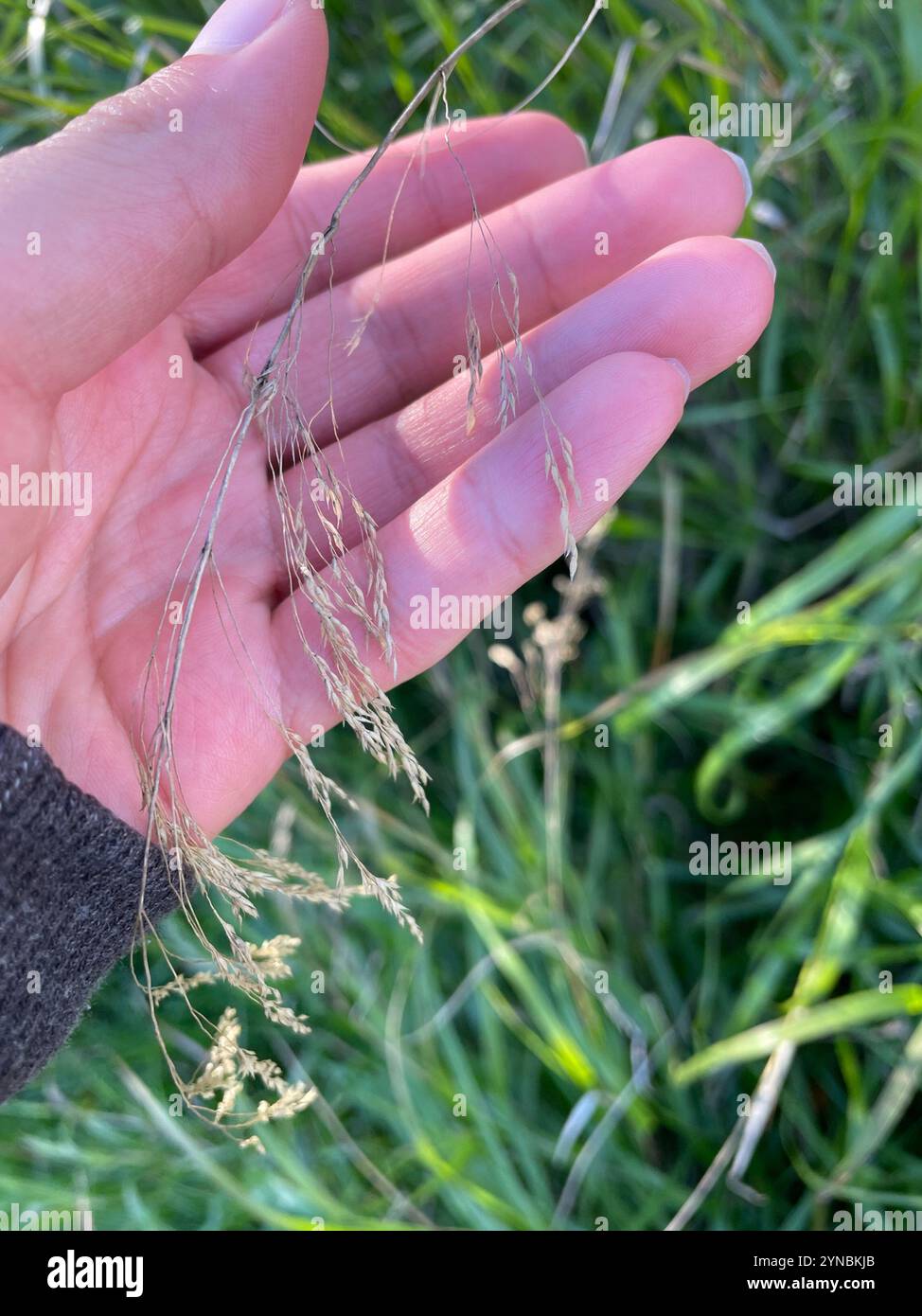 Smilo Grass (Oloptum miliaceum Stock Photo - Alamy