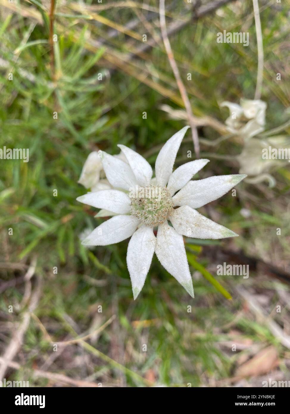 Flannel flower actinotus helianthi hi-res stock photography and images ...