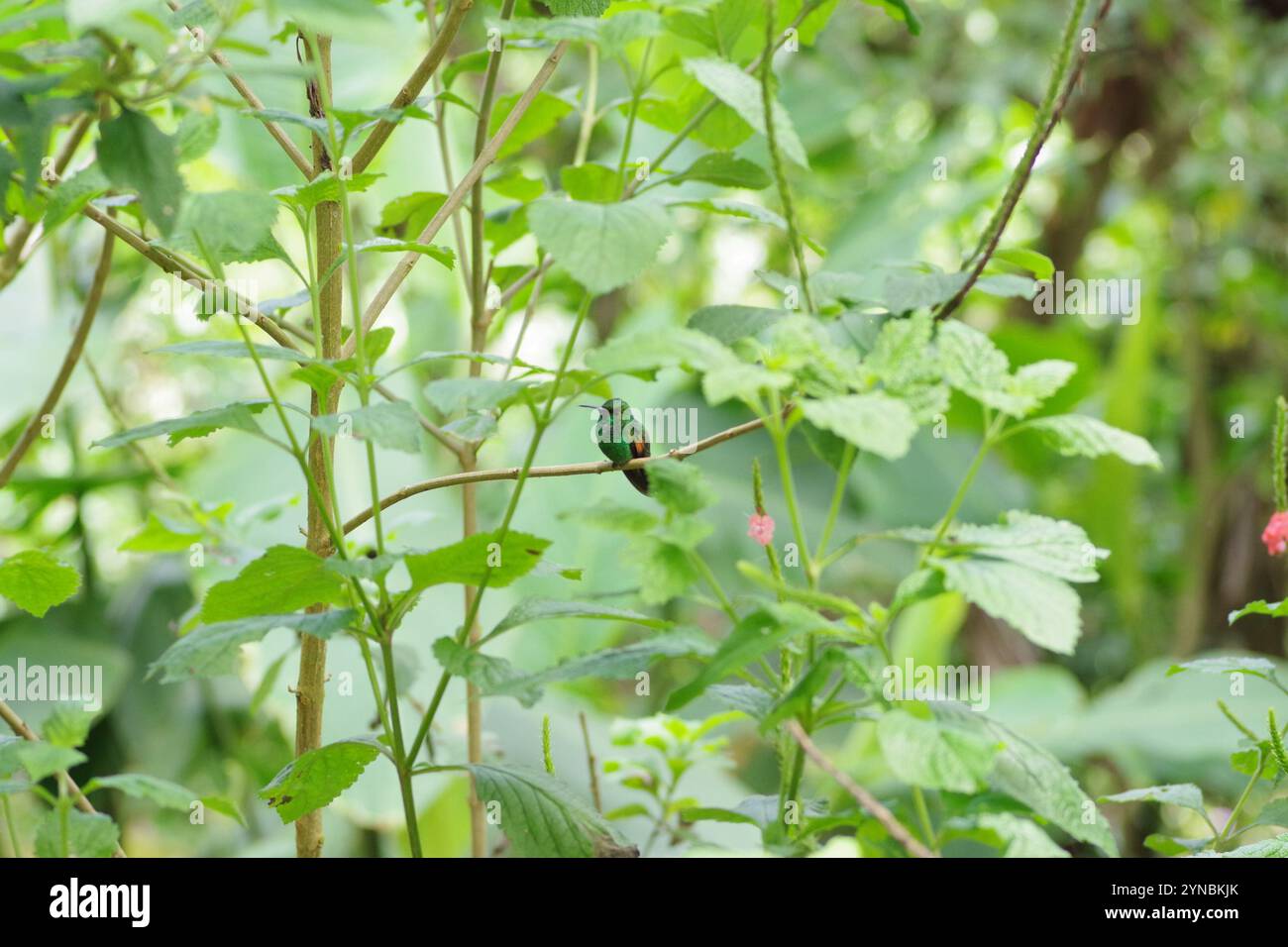 Stripe-tailed Hummingbird (Eupherusa eximia Stock Photo - Alamy