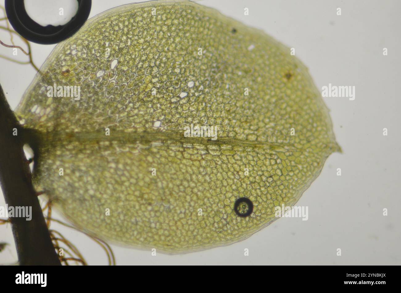 Long-beaked Thyme-moss (Plagiomnium rostratum Stock Photo - Alamy