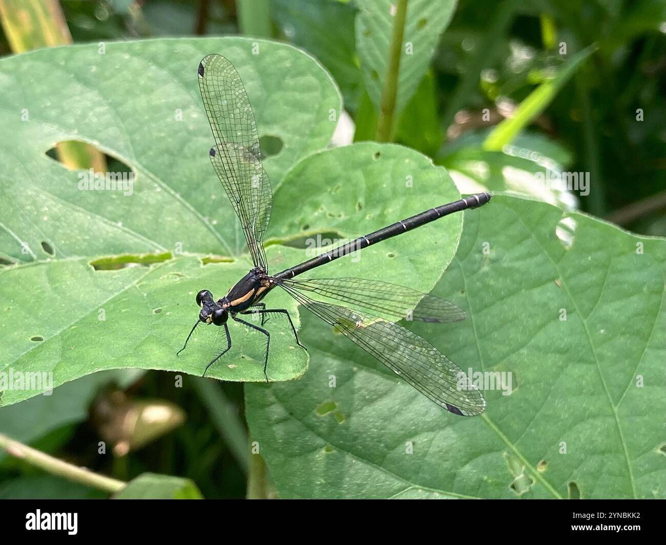 Common Flatwing (Austroargiolestes icteromelas Stock Photo - Alamy