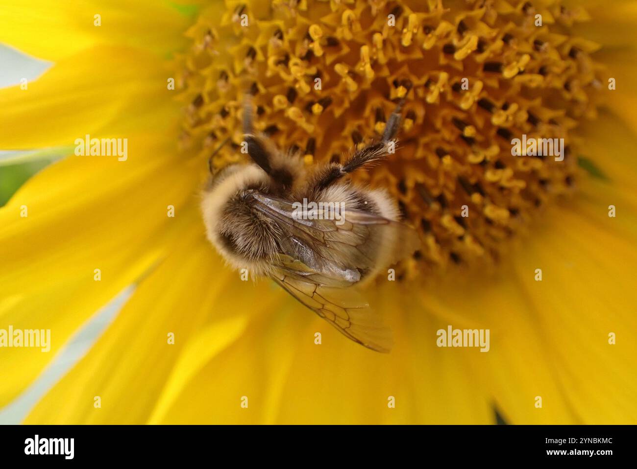 White-tailed Bumble Bee (Bombus lucorum Stock Photo - Alamy