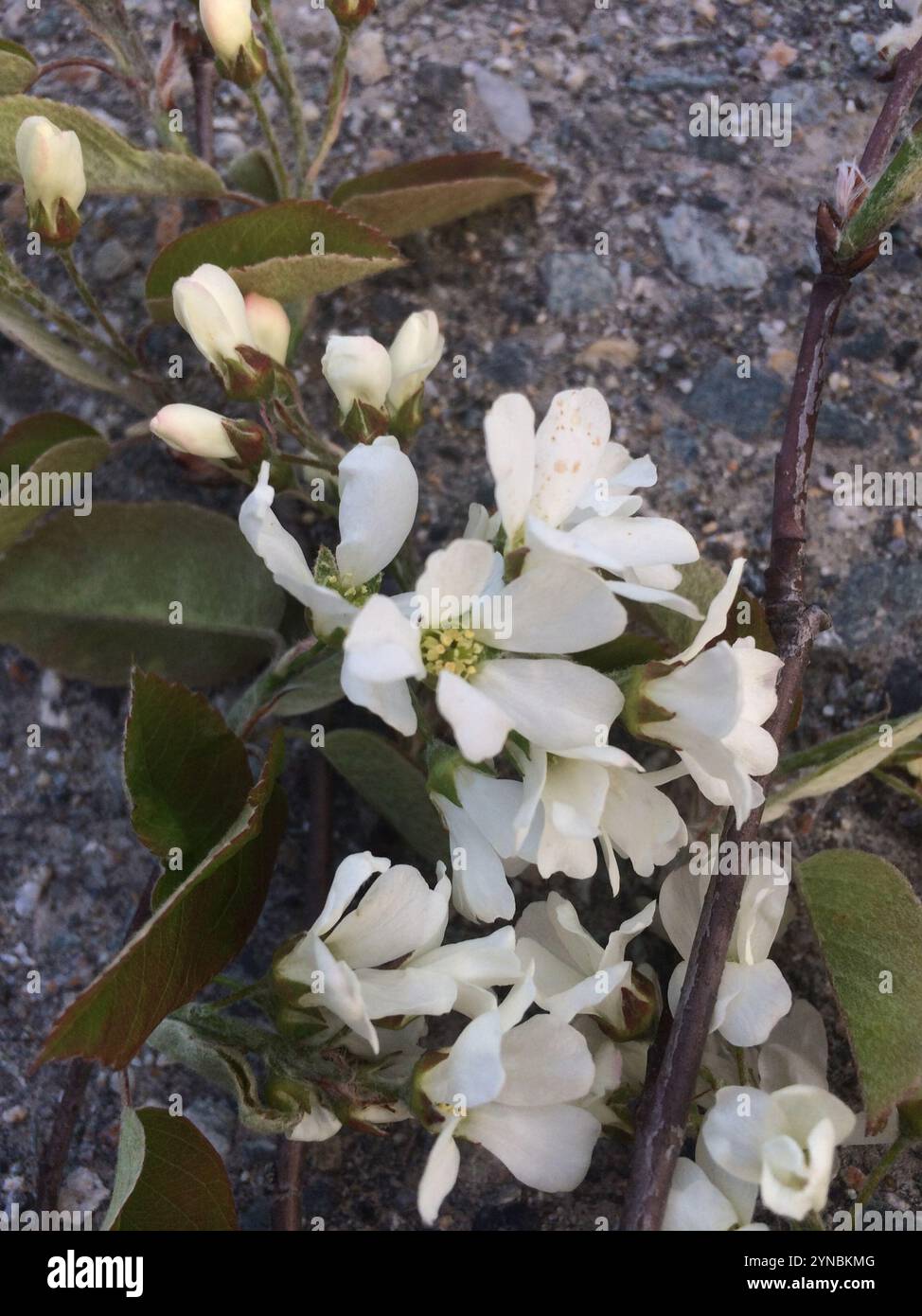 roundleaf shadbush (Amelanchier sanguinea Stock Photo - Alamy