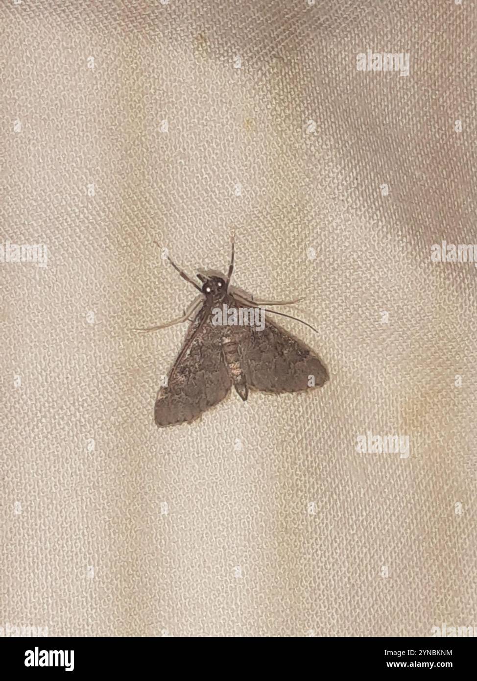 Pearl Moths (Spilomelinae Stock Photo - Alamy