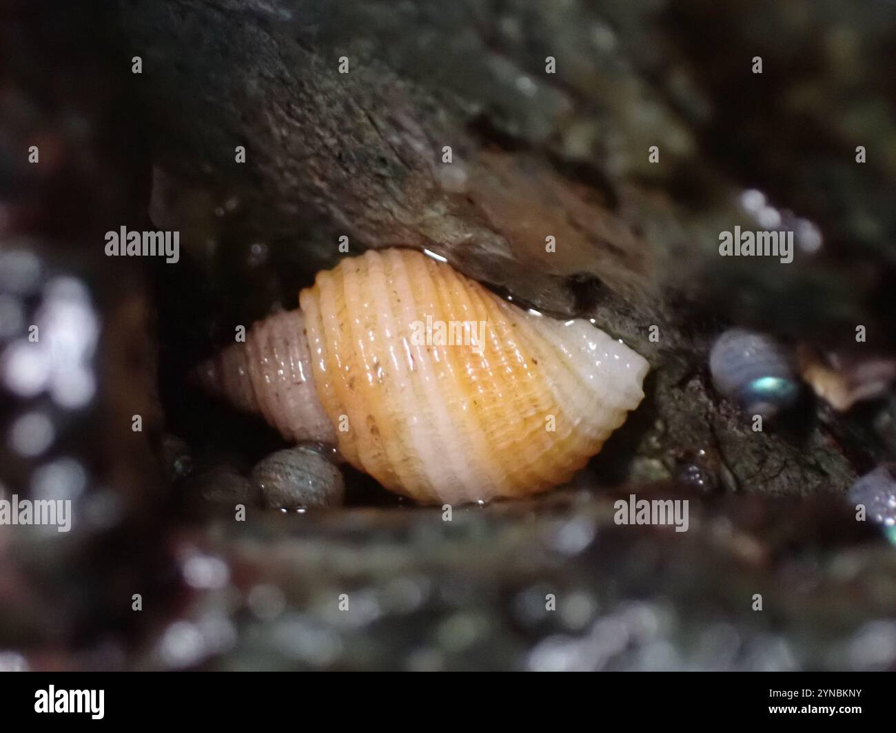 Channeled Dog Winkle (Nucella canaliculata Stock Photo - Alamy