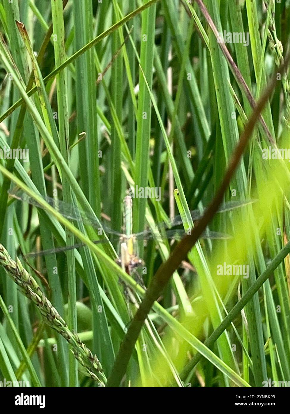 Common Spreadwing (Lestes sponsa Stock Photo - Alamy