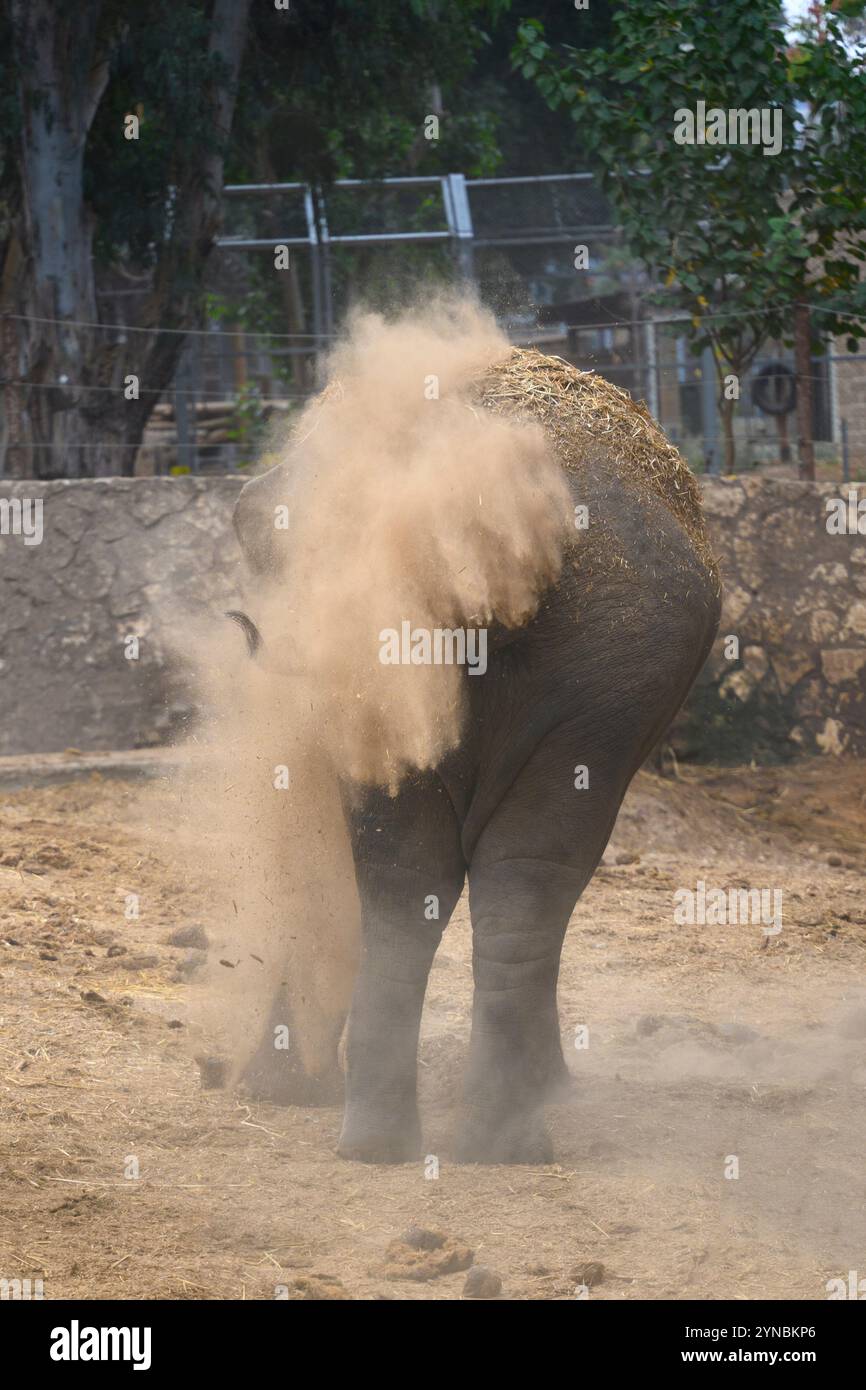 Asian elephant (Elephas maximus 4 years old), also known as the Asiatic ...