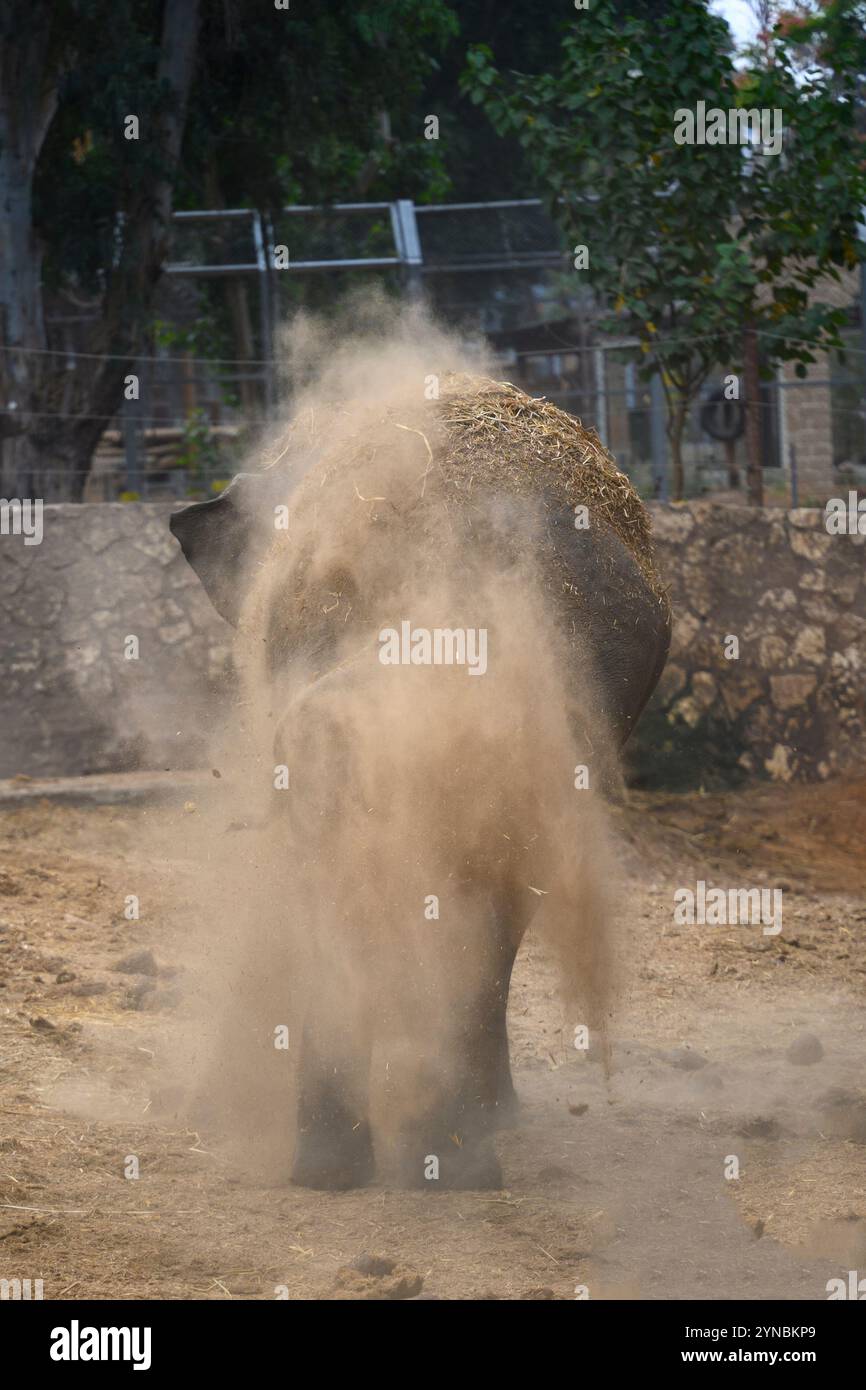 Asian elephant (Elephas maximus 4 years old), also known as the Asiatic ...