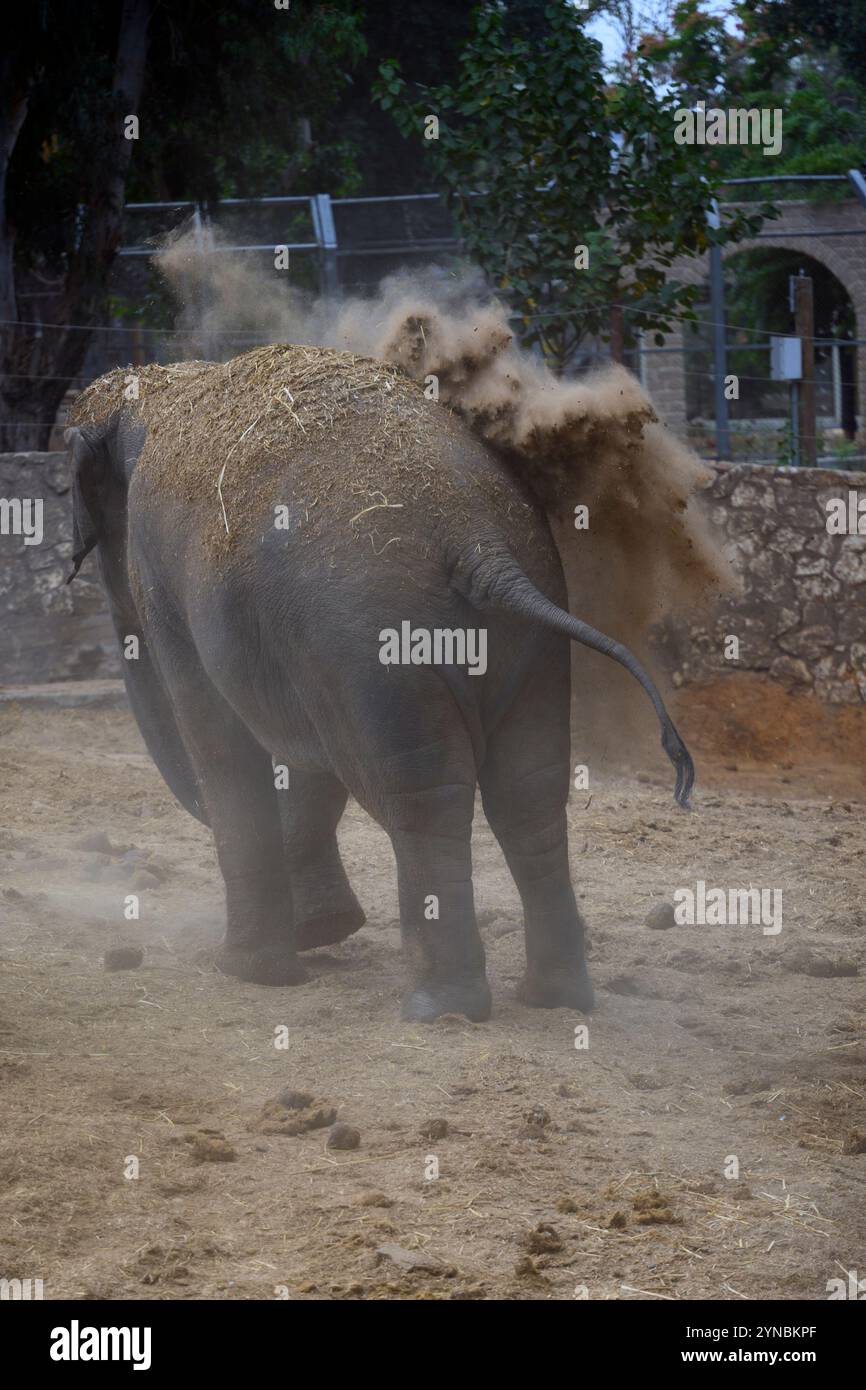 Asian elephant (Elephas maximus 4 years old), also known as the Asiatic ...