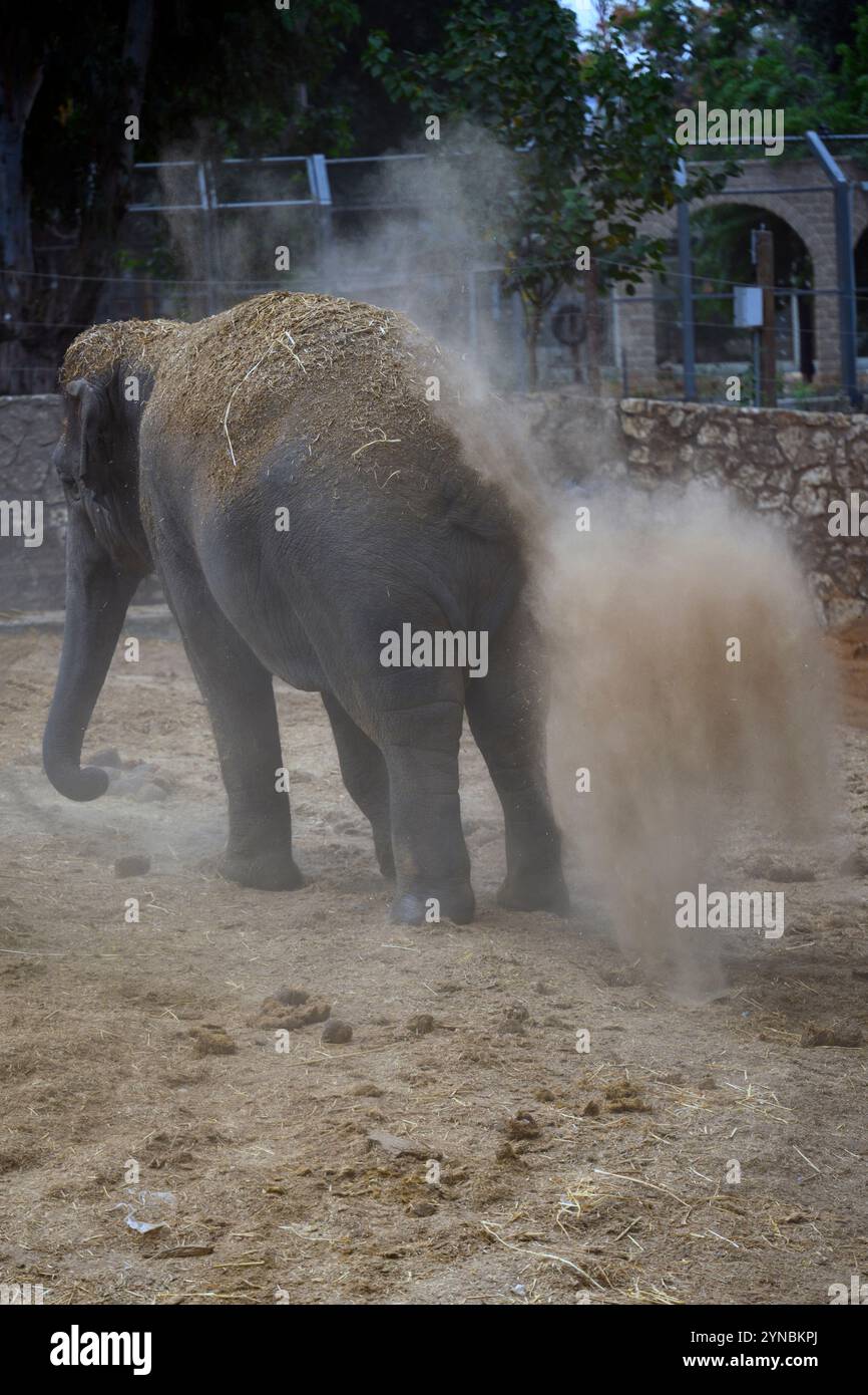 Asian elephant (Elephas maximus 4 years old), also known as the Asiatic ...