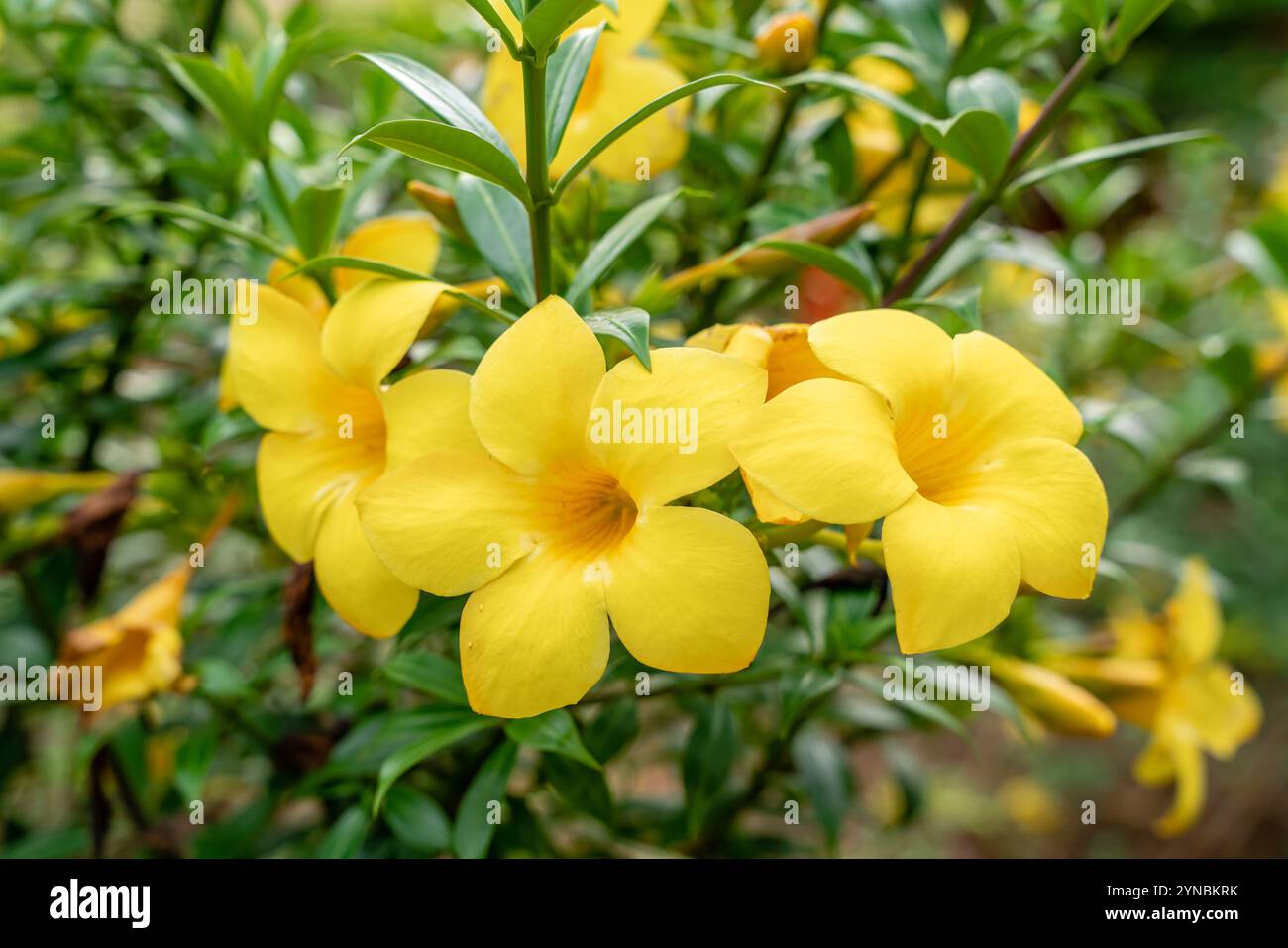 Allamanda cathartica, commonly called golden trumpet, common ...