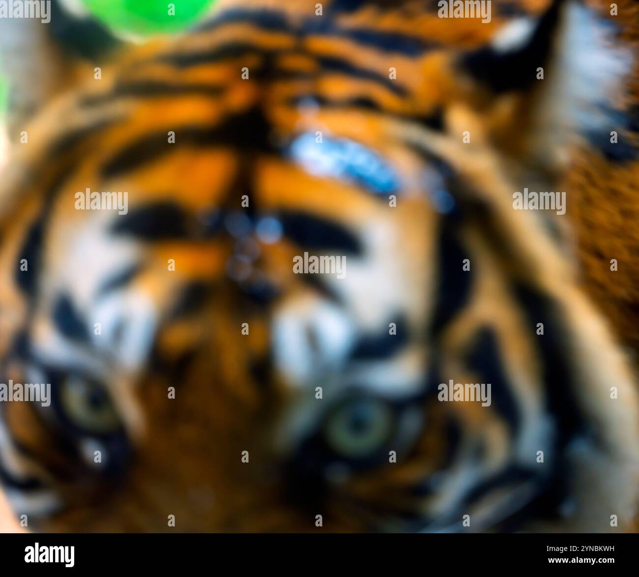 out of focus head of a Sumatran tiger Panthera tigris sondaica Stock ...