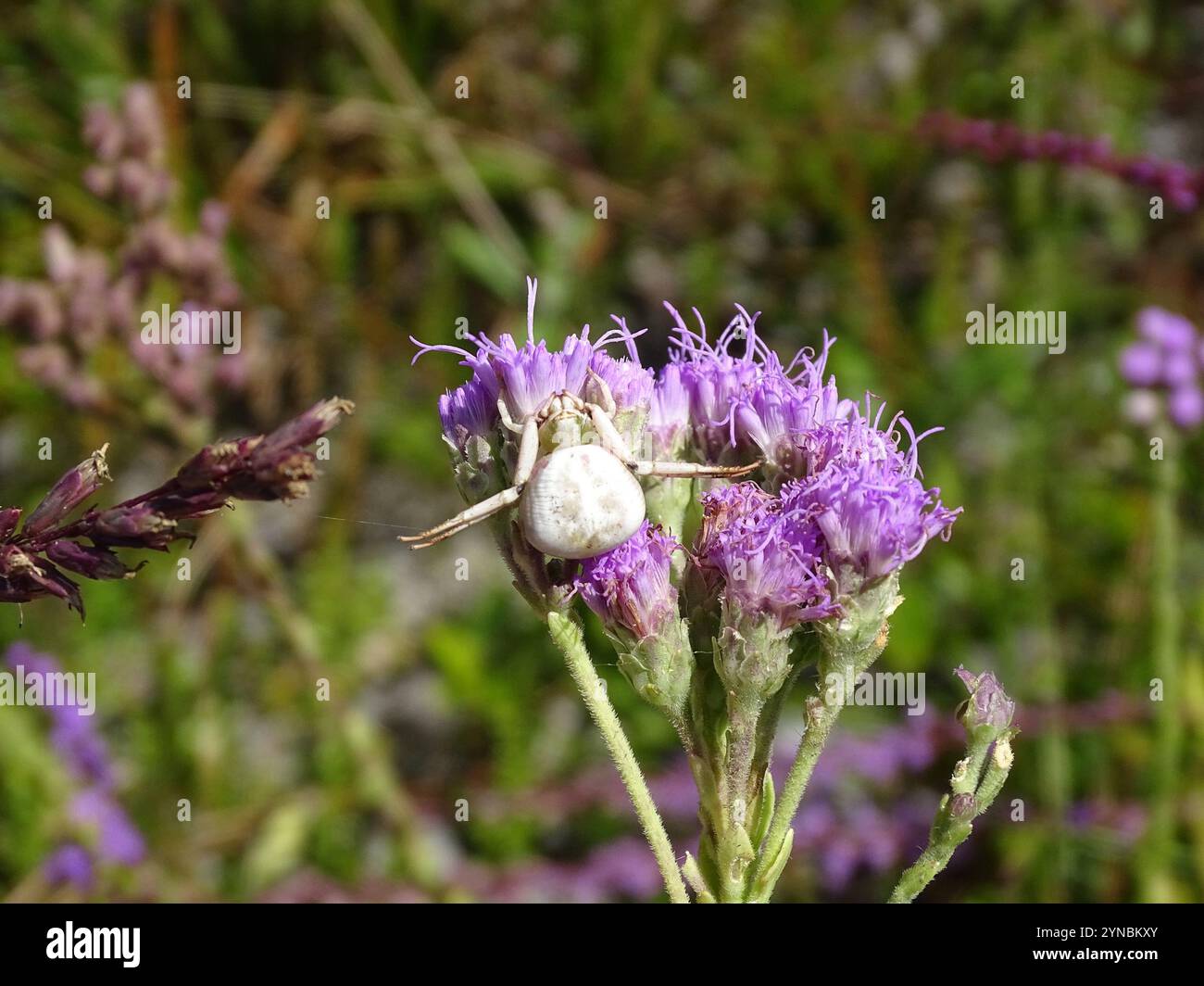 White-banded Crab Spider (Misumenoides formosipes Stock Photo - Alamy