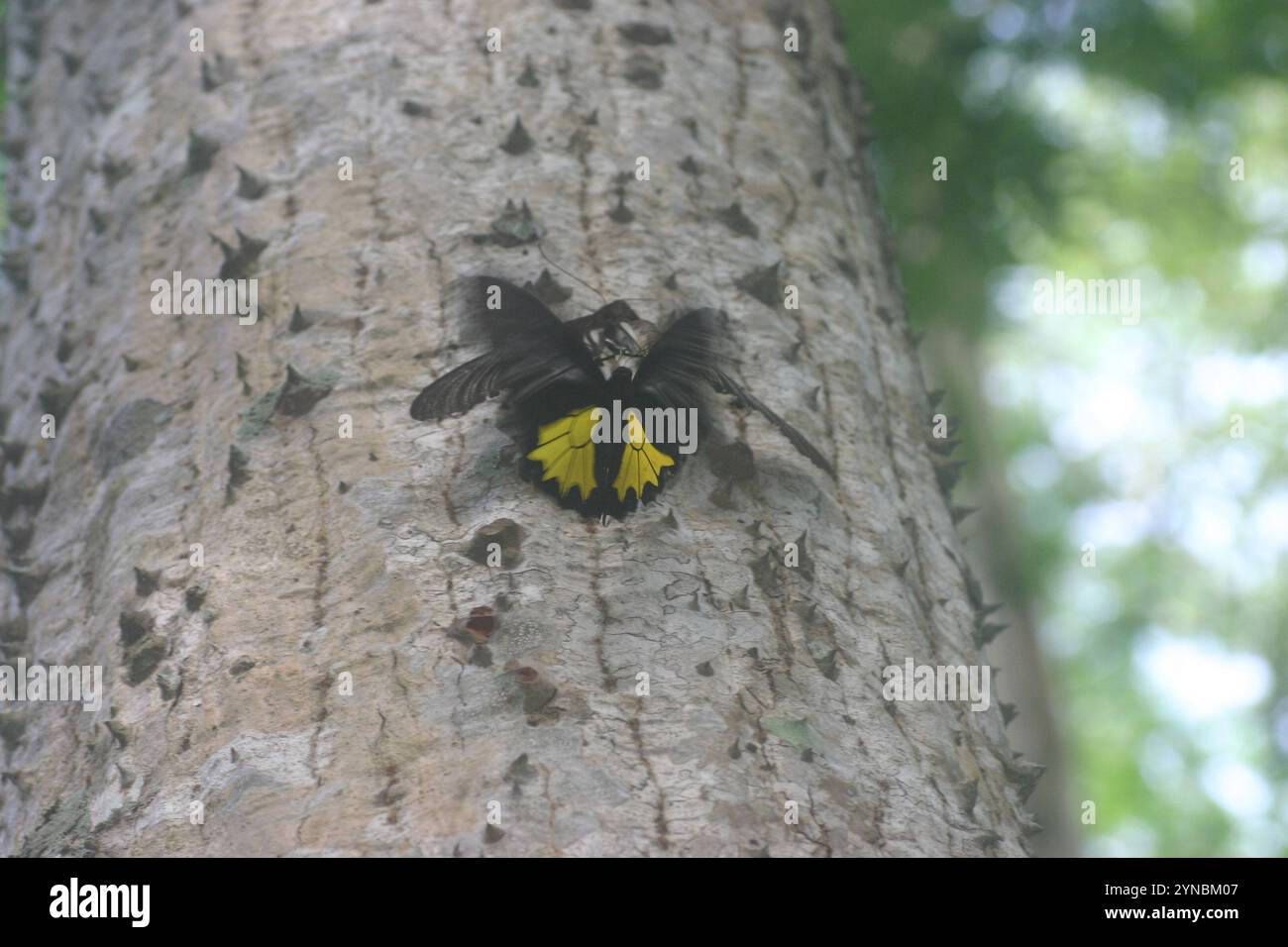Southern Birdwing (Troides minos Stock Photo - Alamy