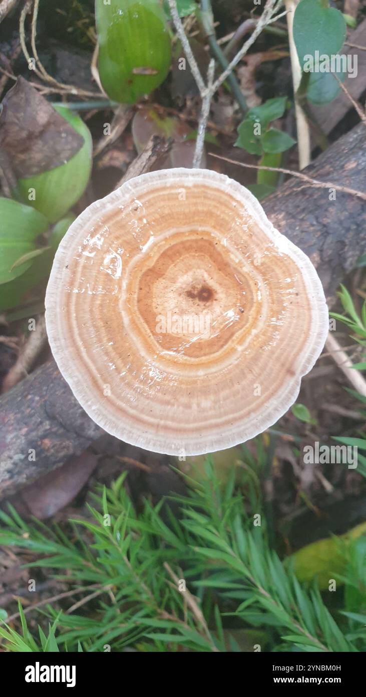 yellow stemmed micropore (Microporus xanthopus Stock Photo - Alamy