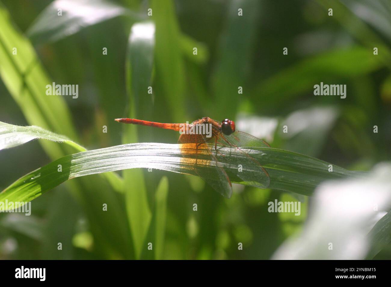 Paddyfield Parasol (Neurothemis intermedia Stock Photo - Alamy