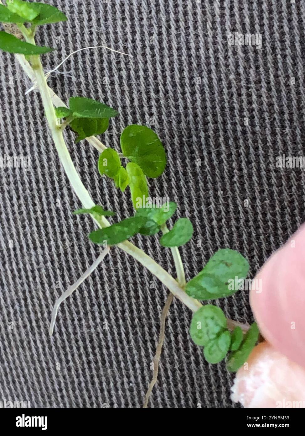 Baby's tears (Soleirolia soleirolii Stock Photo - Alamy