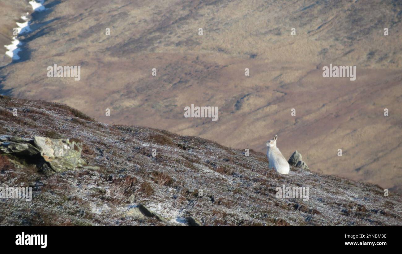Mountain Hare (Lepus timidus Stock Photo - Alamy