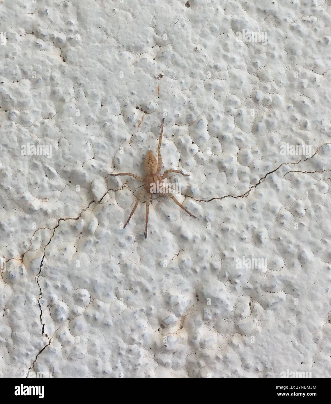 Ghost Spiders (Anyphaenidae Stock Photo - Alamy