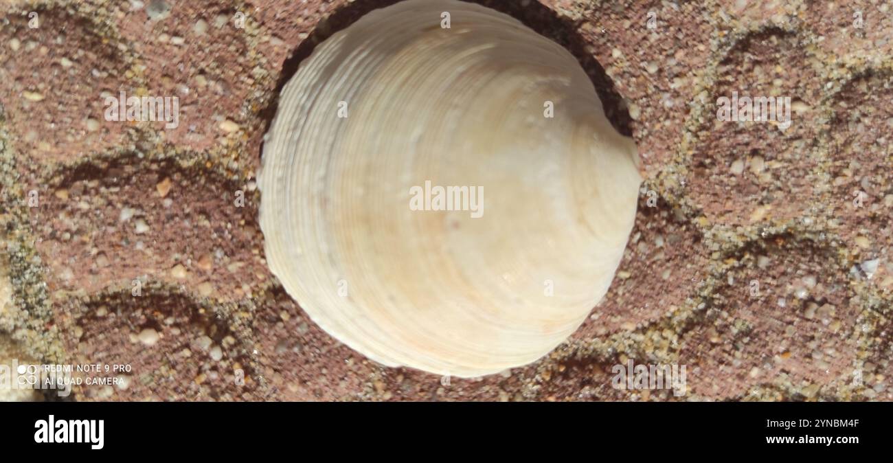 Rayed Artemis (Dosinia exoleta Stock Photo - Alamy