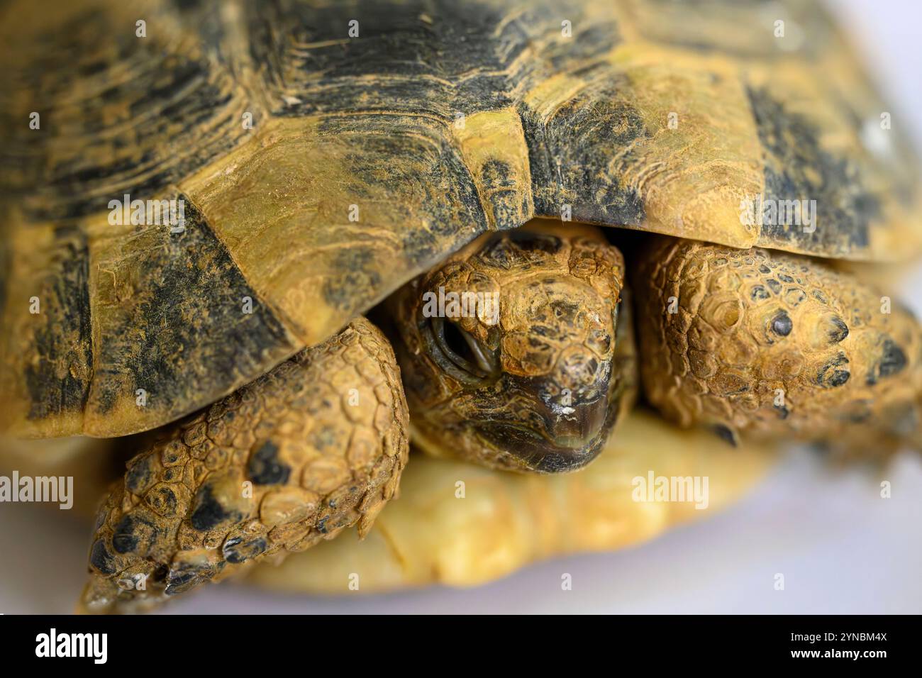 Greek tortoise (Testudo graeca), also known commonly as the spur ...