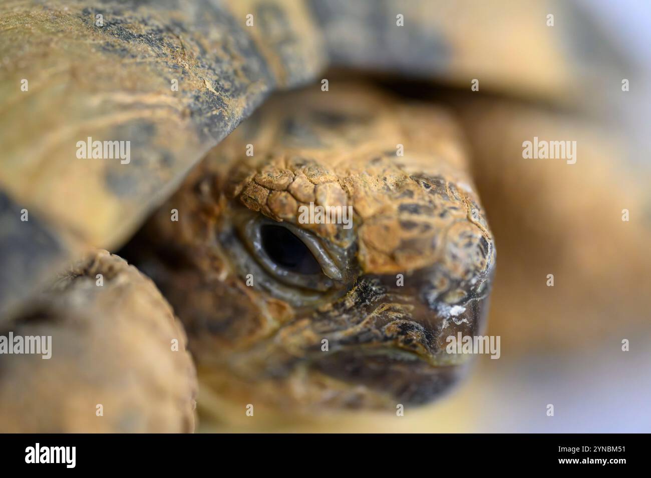 Greek tortoise (Testudo graeca), also known commonly as the spur ...