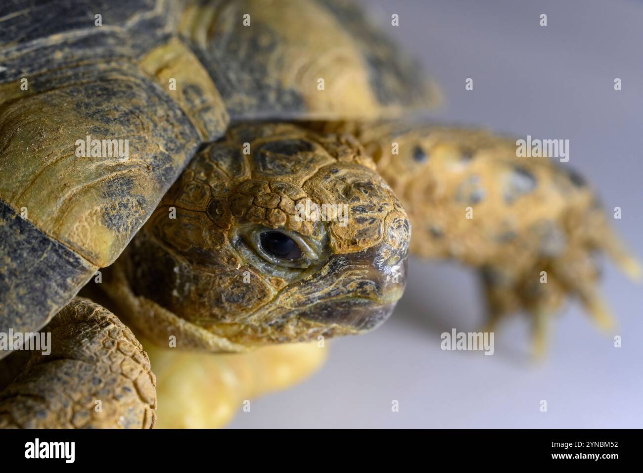 Greek tortoise (Testudo graeca), also known commonly as the spur ...