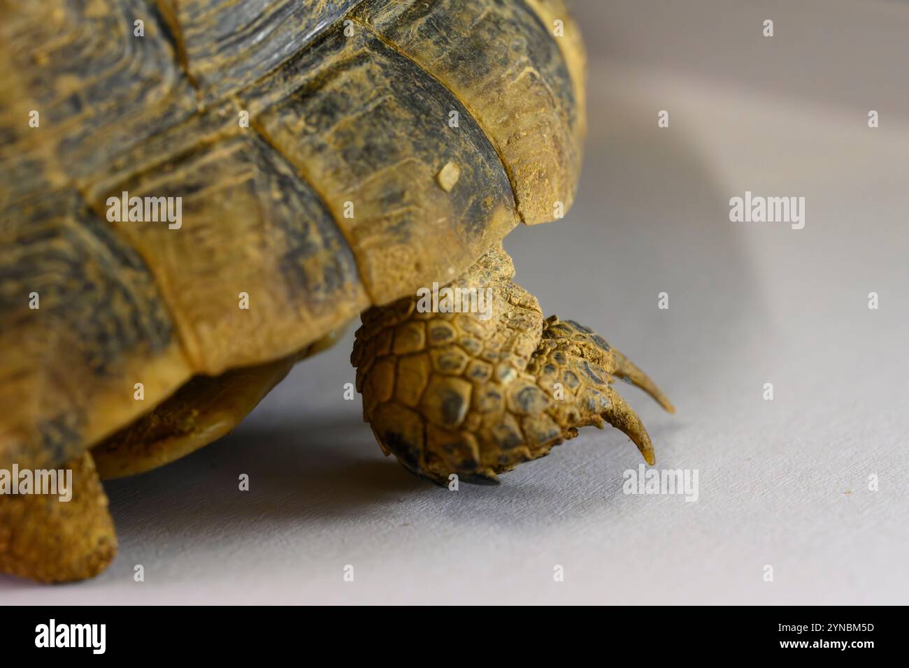 close up of the toes, nails and foot of a Greek Tortoise (Testudo ...