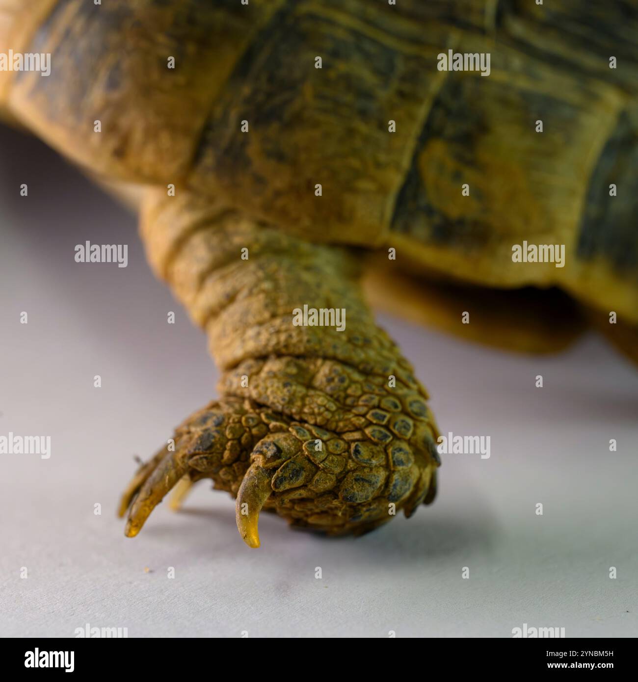 close up of the toes, nails and foot of a Greek Tortoise (Testudo ...