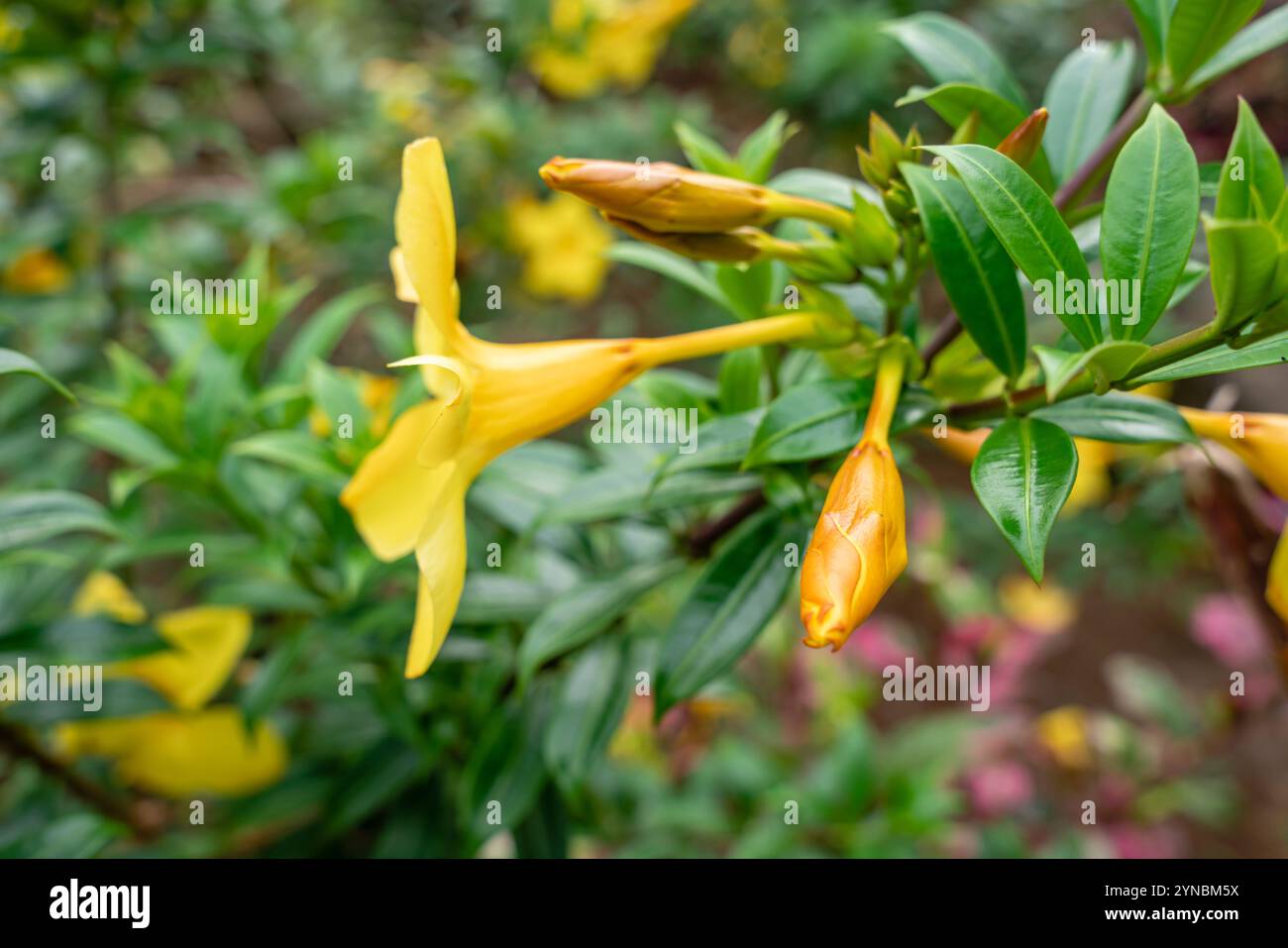 Allamanda cathartica, commonly called golden trumpet, common ...