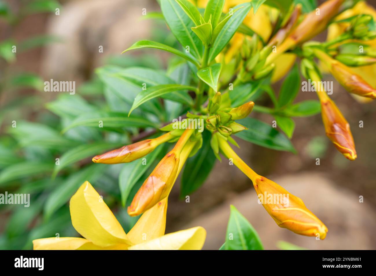 Allamanda cathartica, commonly called golden trumpet, common ...
