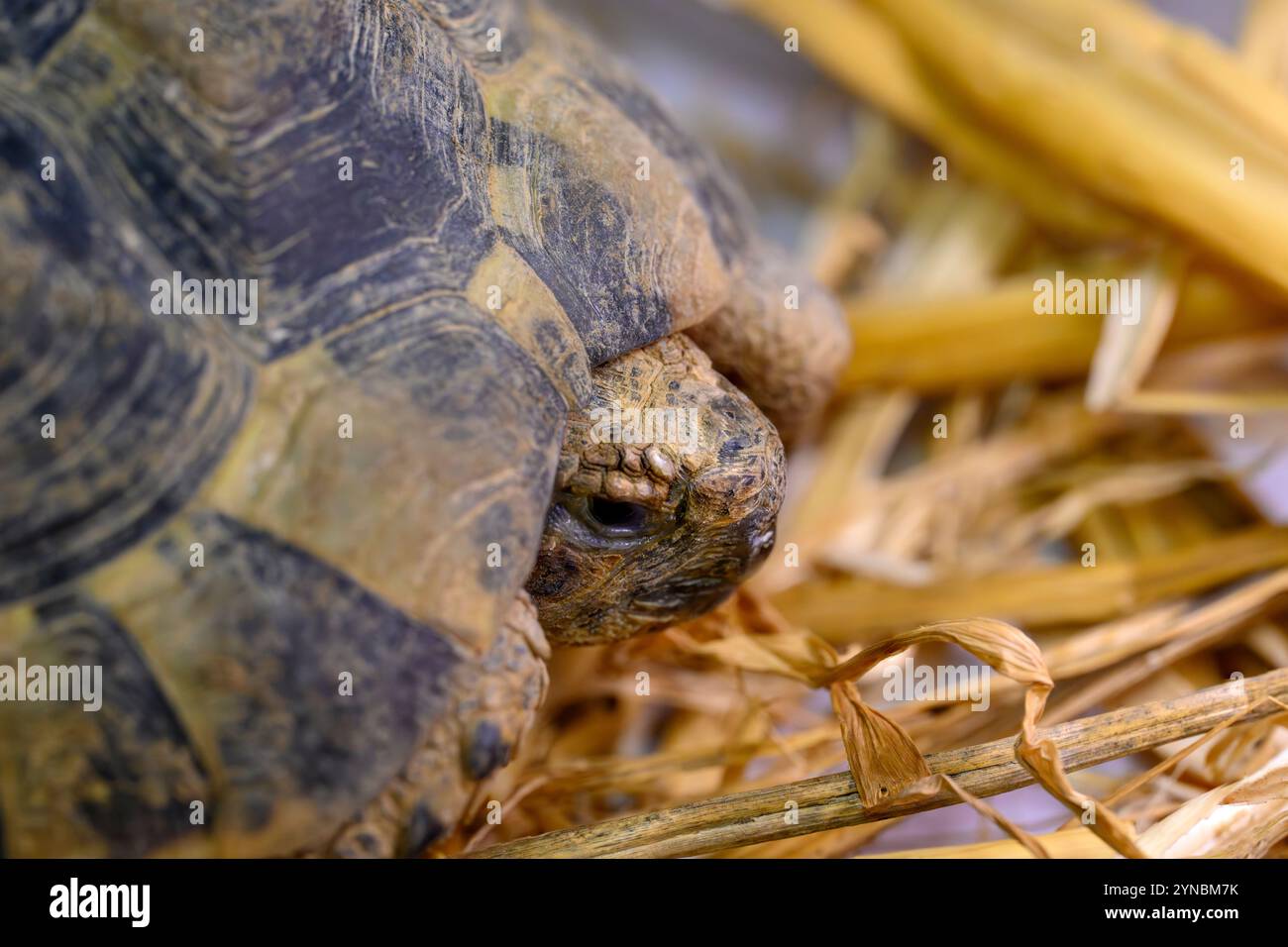 Greek tortoise (Testudo graeca), also known commonly as the spur ...