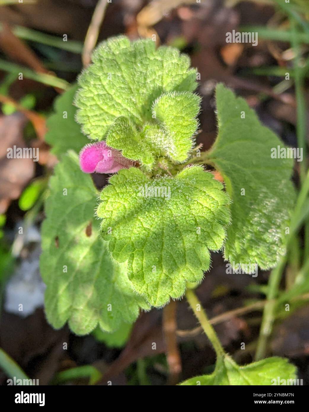 red deadnettle (Lamium purpureum Stock Photo - Alamy