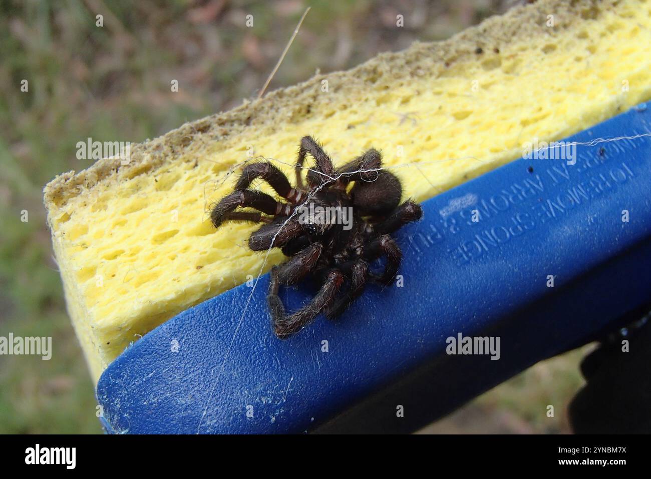 Brown Trapdoor Spiders (Arbanitis Stock Photo - Alamy