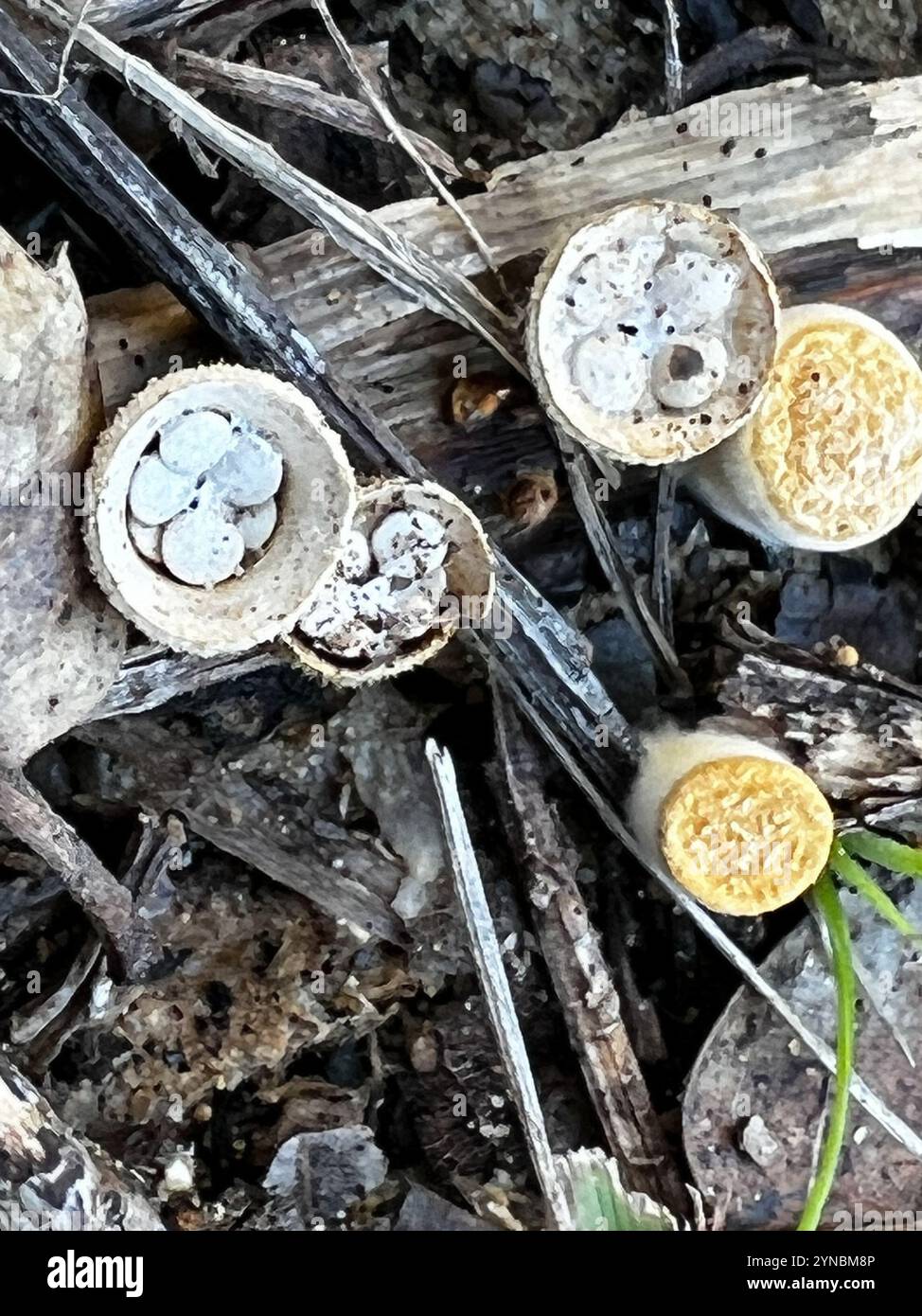 common bird's nest fungus (Crucibulum laeve Stock Photo - Alamy